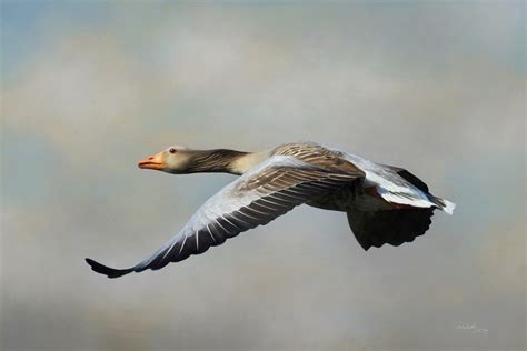 Artist Feature Stephen Rasche Hilpert Englishgerman Artrage