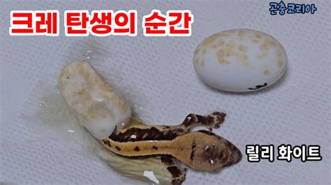 크레스티드 게코 탄생의 순간 릴리화이트 크레 게코도마뱀 Youtube