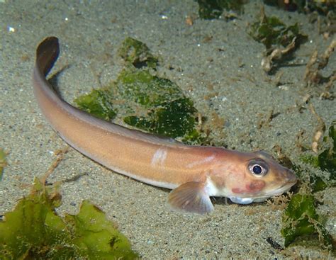 Eelpouts Zoarcidae Marine Life Identification