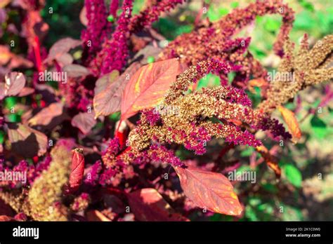 Seeds Of Red Vegetable Amaranth On A Plant Branch Decorative Edible