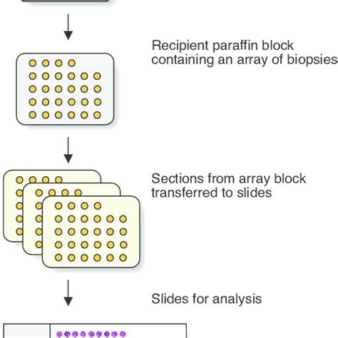 Schematic Presentation Of The Tissue Microarray Method Download Scientific Diagram