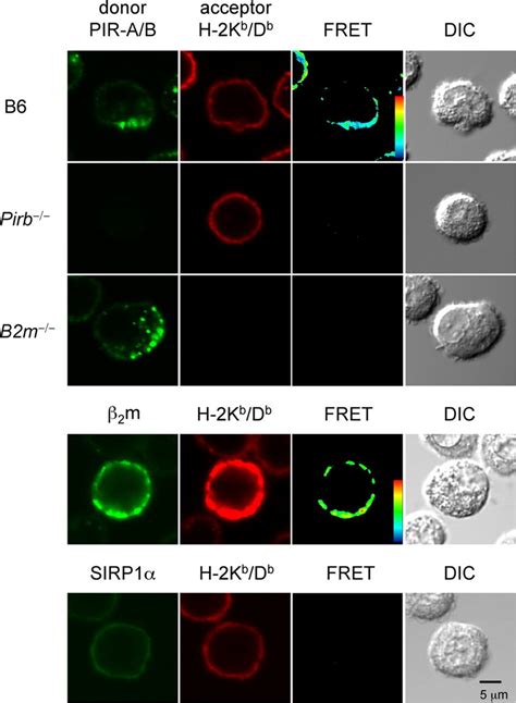 Cis Association Between Pir B And Mhc Class I On Mast Cells