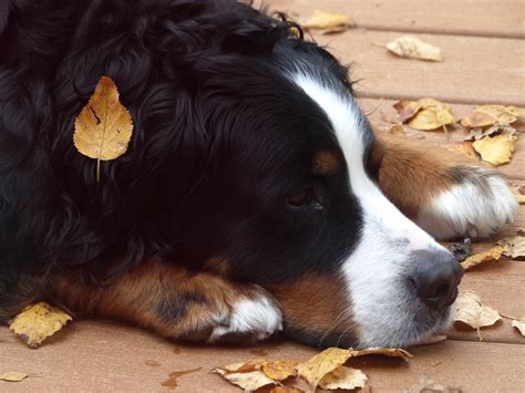 Free Images Puppy Animal Cute Canine Pet Portrait Season