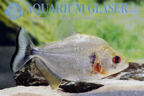 Serrasalmus Rhombeus „tocantins“ Aquarium Glaser Gmbh