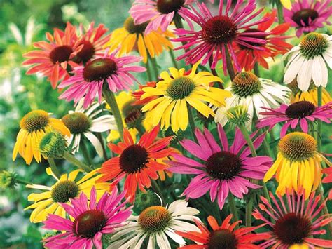 Echinacea Mix — Pack Of 3 Garden Plants Online
