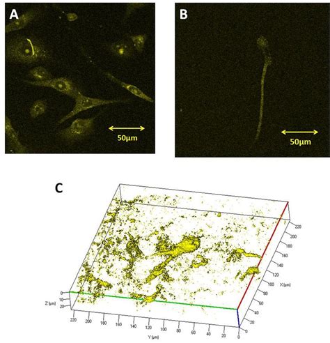 Confocal Microscopy Imaging Of Flavin Autofluorescence Of U87 Mg Cells Download Scientific