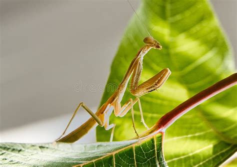 Brown Praying Mantis Mantidae Stock Image Image Of Wings Reflexes
