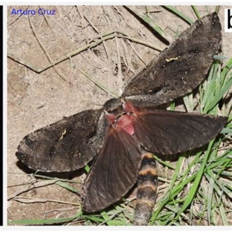 Habitus Of Phassus Zapalinamensis Sp N From Lacking