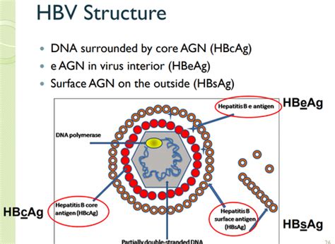 Viral Hepatitis Flashcards Quizlet Viral Hepatitis Flashcards Quizlet