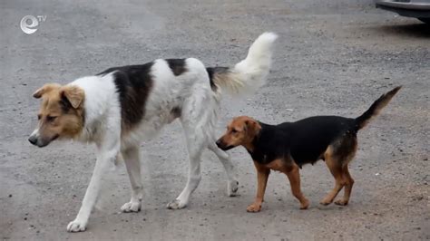 Пети случай на кучешка тения в Кърджали от началото на годината Youtube