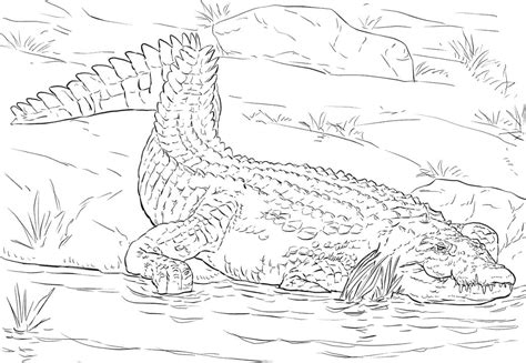 Realistic Nile Crocodile Coloring Page Free Printable Coloring Pages