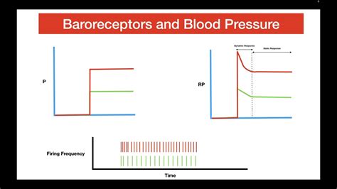 Baroreceptors Youtube