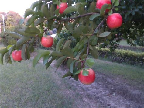 Apple Segmentation Instance Segmentation Dataset And Pre Trained Model By Applesegmentation