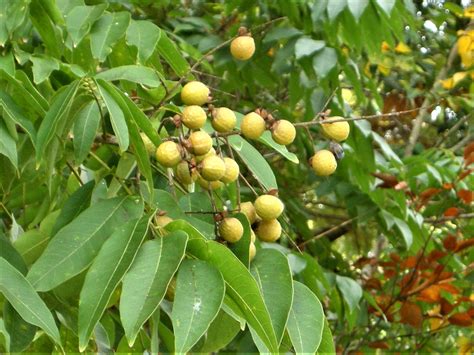 森の植物の歳時記 145 ムクロジ無患子公益財団法人 ニッセイ緑の財団