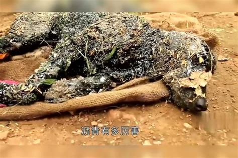 狗狗被沥青困住奄奄一息，被好心人解救后，华丽大变身！