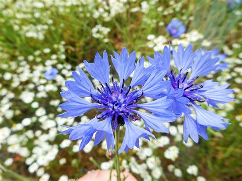 Bunga Jagung Alam Padang Rumput Foto Gratis Di Pixabay