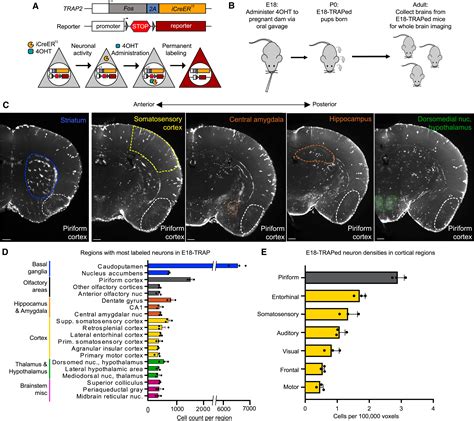 Embryonically Active Piriform Cortex Neurons Promote Intracortical Recurrent Connectivity During