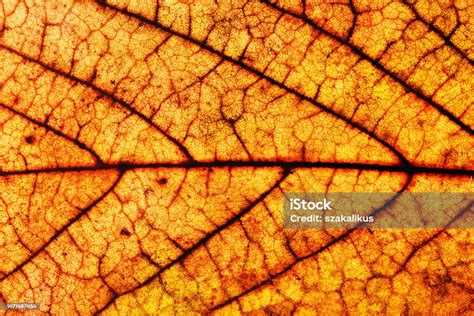 황금 잎 노란 가을 잎 배경입니다 생생한 황금색 자연 정맥 질감 근접 촬영 매크로 오렌지 가을 패턴 10월에 대한 스톡 사진 및 기타 이미지 Istock