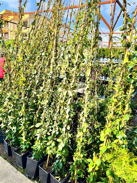 Florato 🌿ხვიარა ჟასმინის ნერგები სიმაღლე 2 მ მდე Facebook