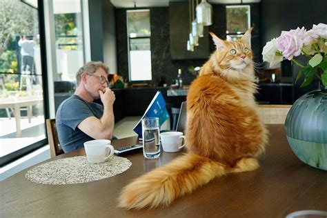 Your Maine Coon Guide