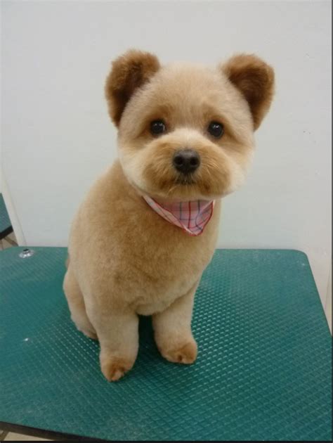 How To Do The Teddy Bear Cut On Poodle