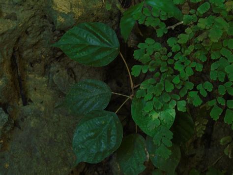 Pterospermum Javanicum Jungh