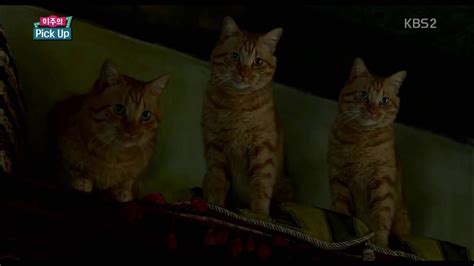 영화 [미스터캣] 프리뷰 2016 10 20개봉 영화가좋다 Youtube