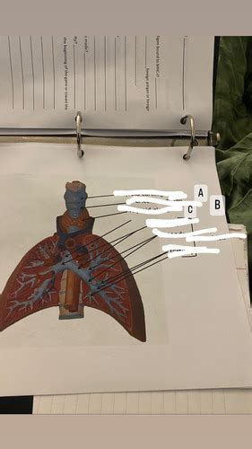 Lab 2 Flashcards Quizlet