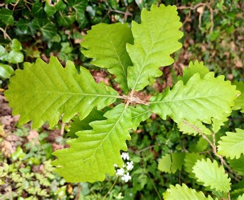 Quercus Canariensis Algerian Oak Rare Tree Plants Buy Now