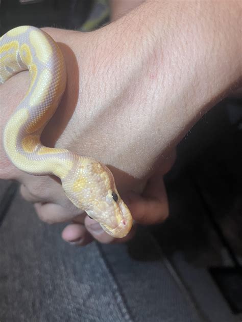 Possible Mites Rballpython