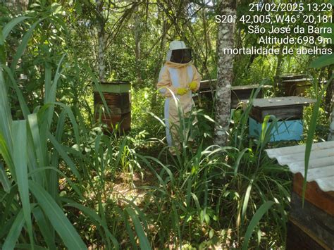 Apicultores Denunciam A Mortandade De Abelhas Causada Por Agrotóxicos
