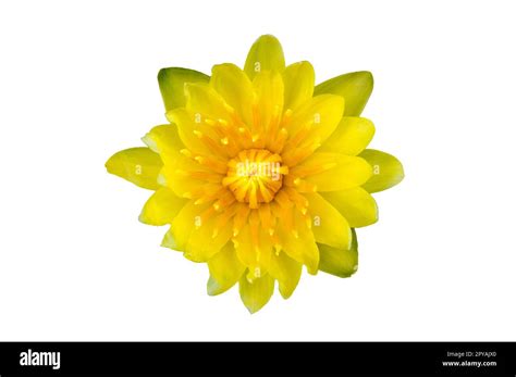 Flower Yellow Lily Summer Cut Out Stock Images And Pictures Alamy