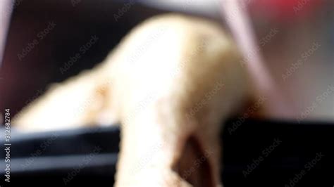 Vidéo Stock Poultry Ready To Prepare Food In The Street Restaurant