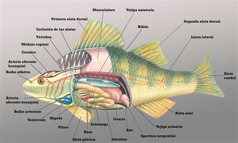 Acerca Del Pescado
