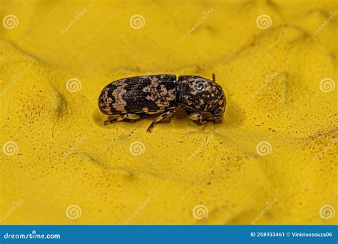 Adult Fungus Weevil Stock Image Image Of Invertebrate 258933461