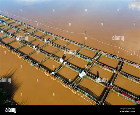 Tilapia Farming Guide