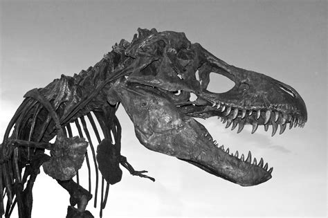 Tyrannosaurus Rex Skeleton At Museum Of The Rockies