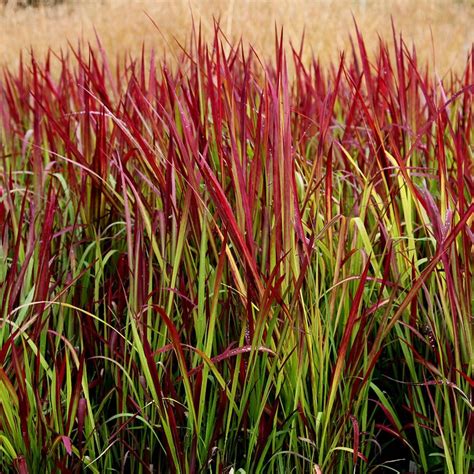 Imperata Cylindrica