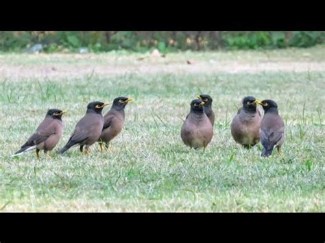 Common Mynah Birds Talking Sounds Youtube
