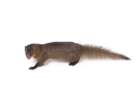 Close Up Of Javan Mongoose Or Small Asian Mongoose Herpestes Javanicus