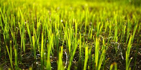 When To Plant Grass Seed In New Jersey Optimal Seeding Times Gfl