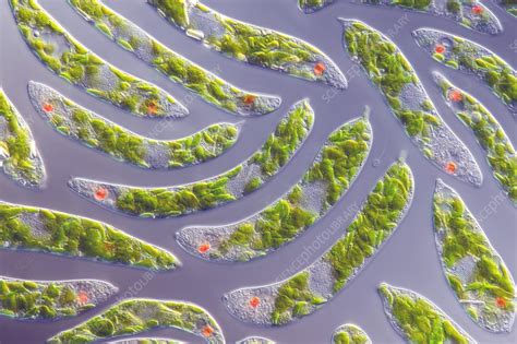 Euglena Deses Algae Light Micrograph Stock Image C057 4916 Science Photo Library