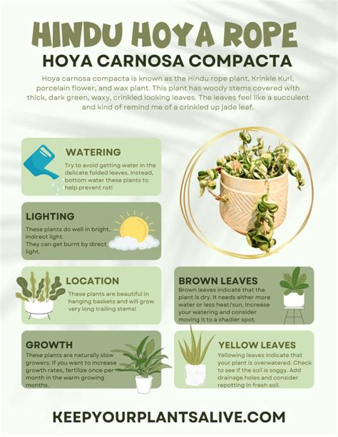 Hoya Indian Rope Care At Felipa Hunter Blog