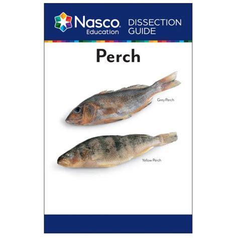 Perch Dissection Guide — Natures Workshop Plus
