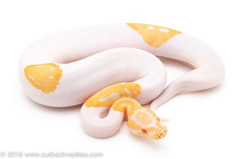 Albino Pied Ball Python