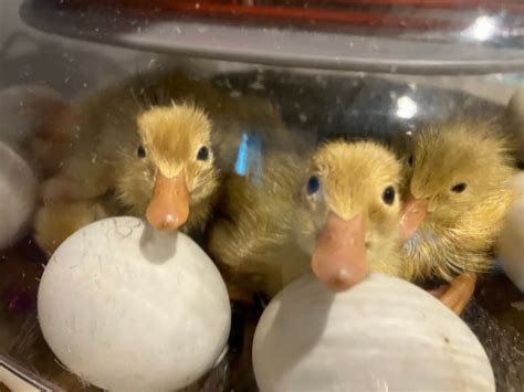 Incubating Duck Eggs Starwater Farm