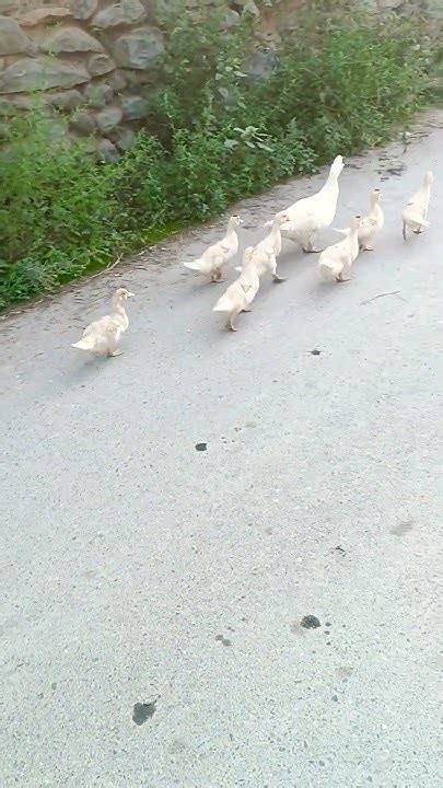 اردک مادر وبچه هاش 🥰از سری فیلم های سفر به شمال🙃 Youtube