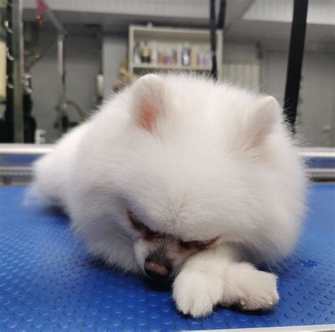 Pupilon Salon Pielęgnacji Psów Home Facebook