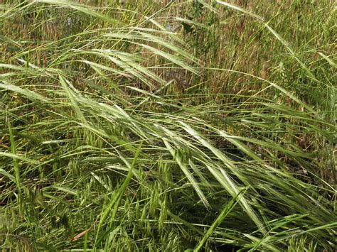 Secale Cereale L Plants Of The World Online Kew Science