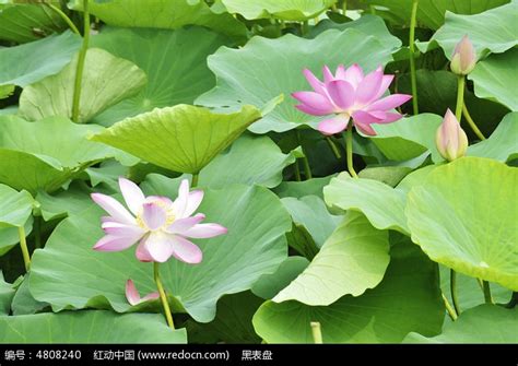 荷花和花蕾高清图片下载 红动中国